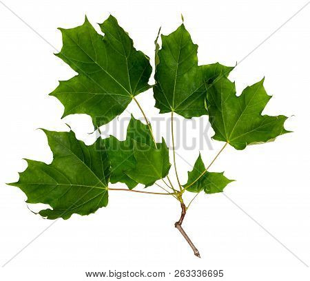 Maple Branch On White Image & Photo (Free Trial) | Bigstock