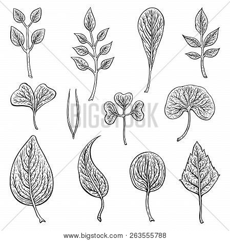 Types Leaf. Outline Vector & Photo (Free Trial) | Bigstock