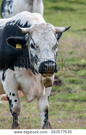 Witrik Cow Italian Image & Photo (Free Trial) | Bigstock