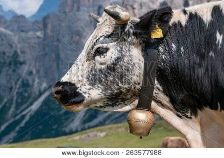 Witrik Cow Italian Image & Photo (Free Trial) | Bigstock