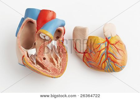 Anatomically Correct Image & Photo (Free Trial) | Bigstock
