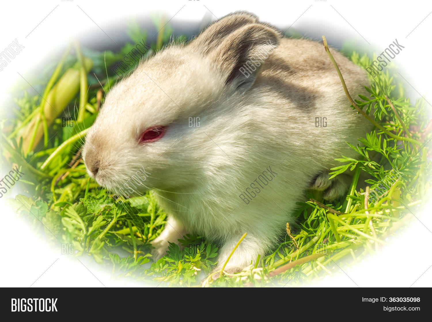 Little Rabbit Light Image & Photo (Free Trial) | Bigstock