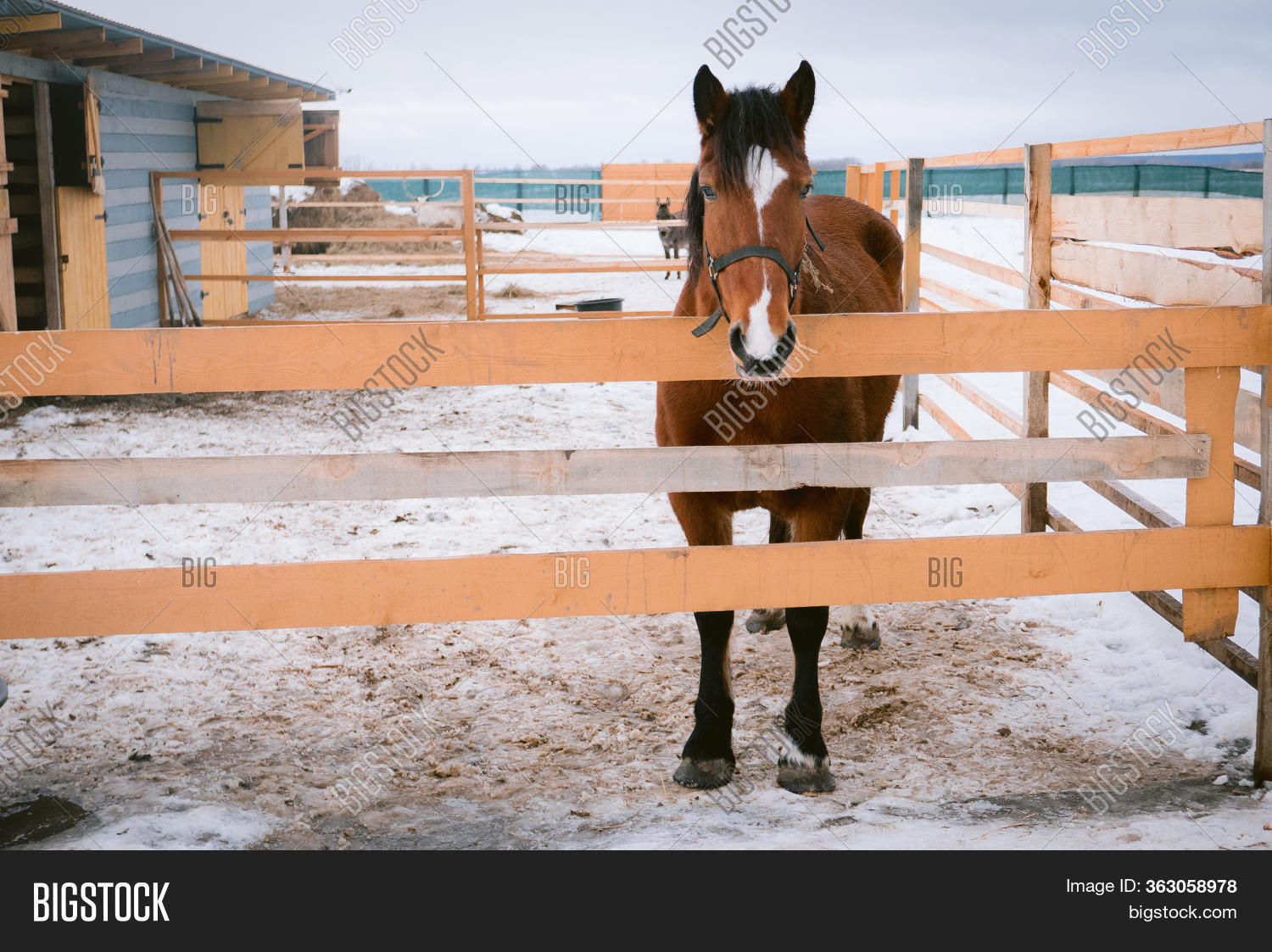 Horse Horse Paddock Image & Photo (Free Trial) | Bigstock
