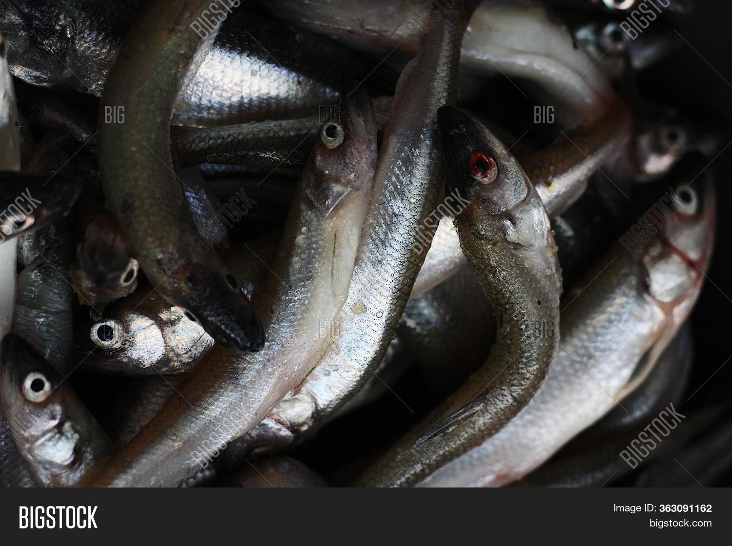 Fresh Fish Pan Close Image & Photo (Free Trial) | Bigstock
