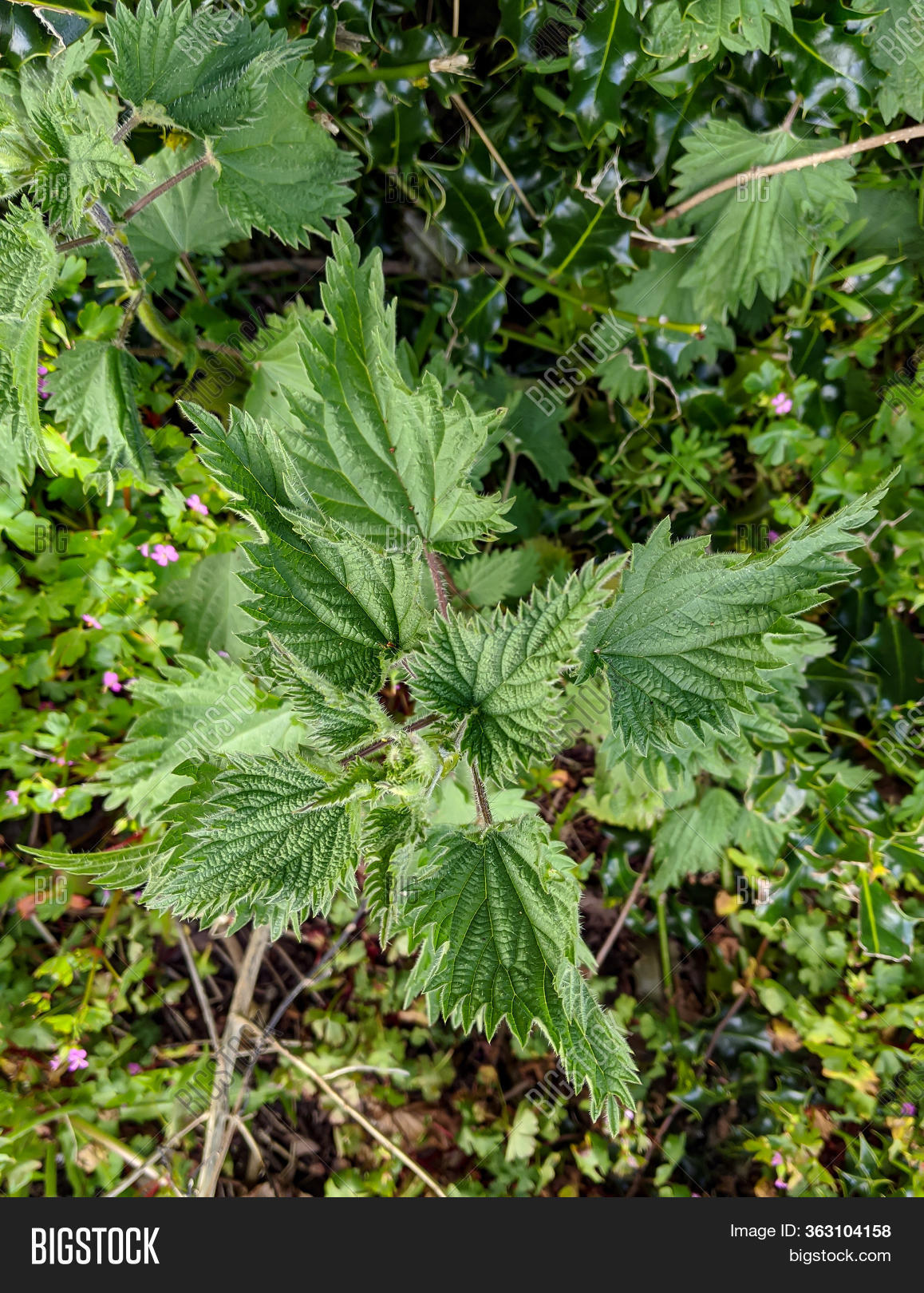Sharp Spiky Leaves Image & Photo (Free Trial) | Bigstock