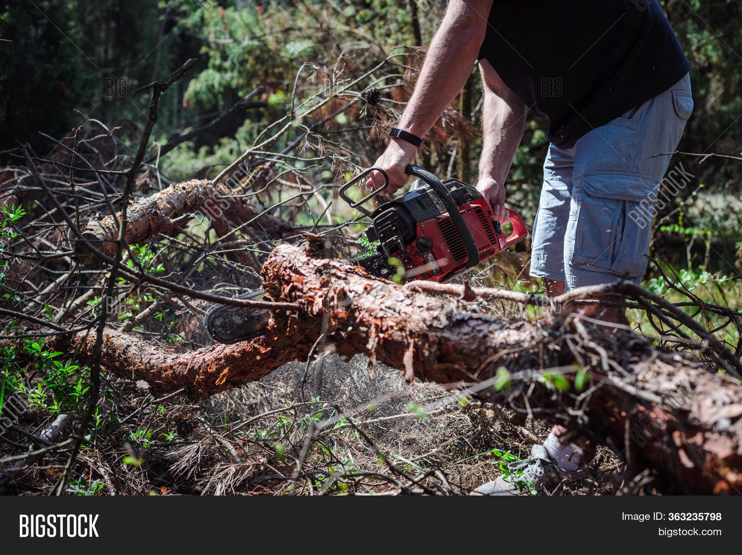 Lumberjack Cutting Image & Photo (Free Trial) | Bigstock