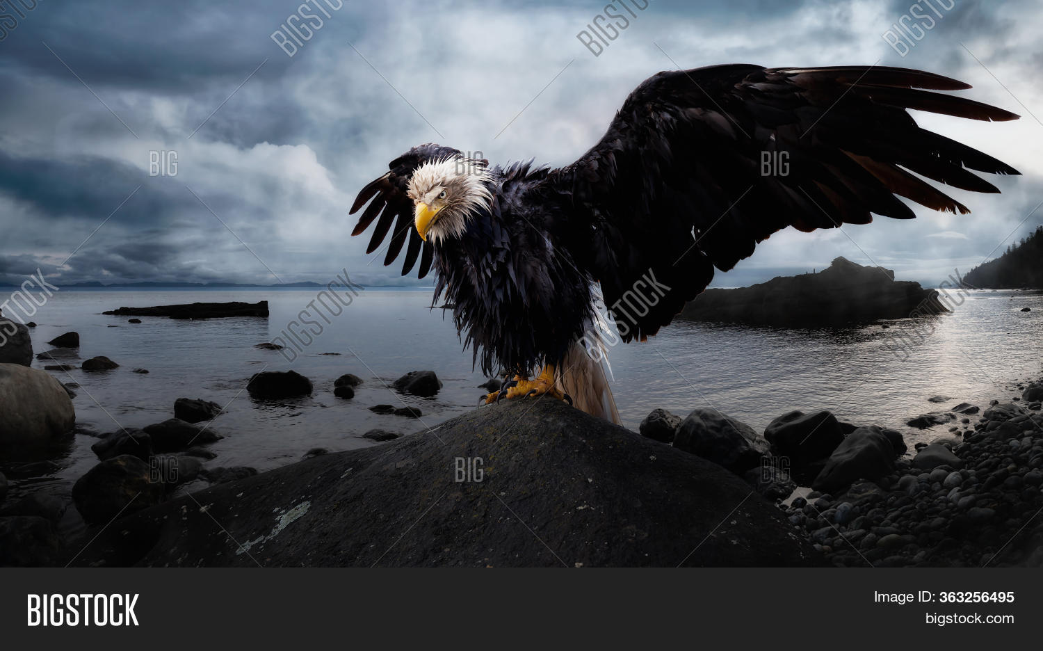 Bald Eagle Sitting On Image & Photo (Free Trial) | Bigstock