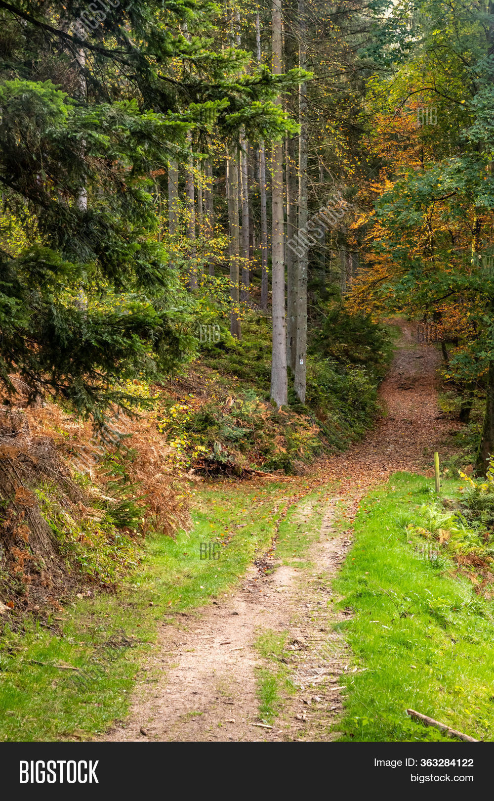 Trail Pine Trees Black Image & Photo (Free Trial) | Bigstock