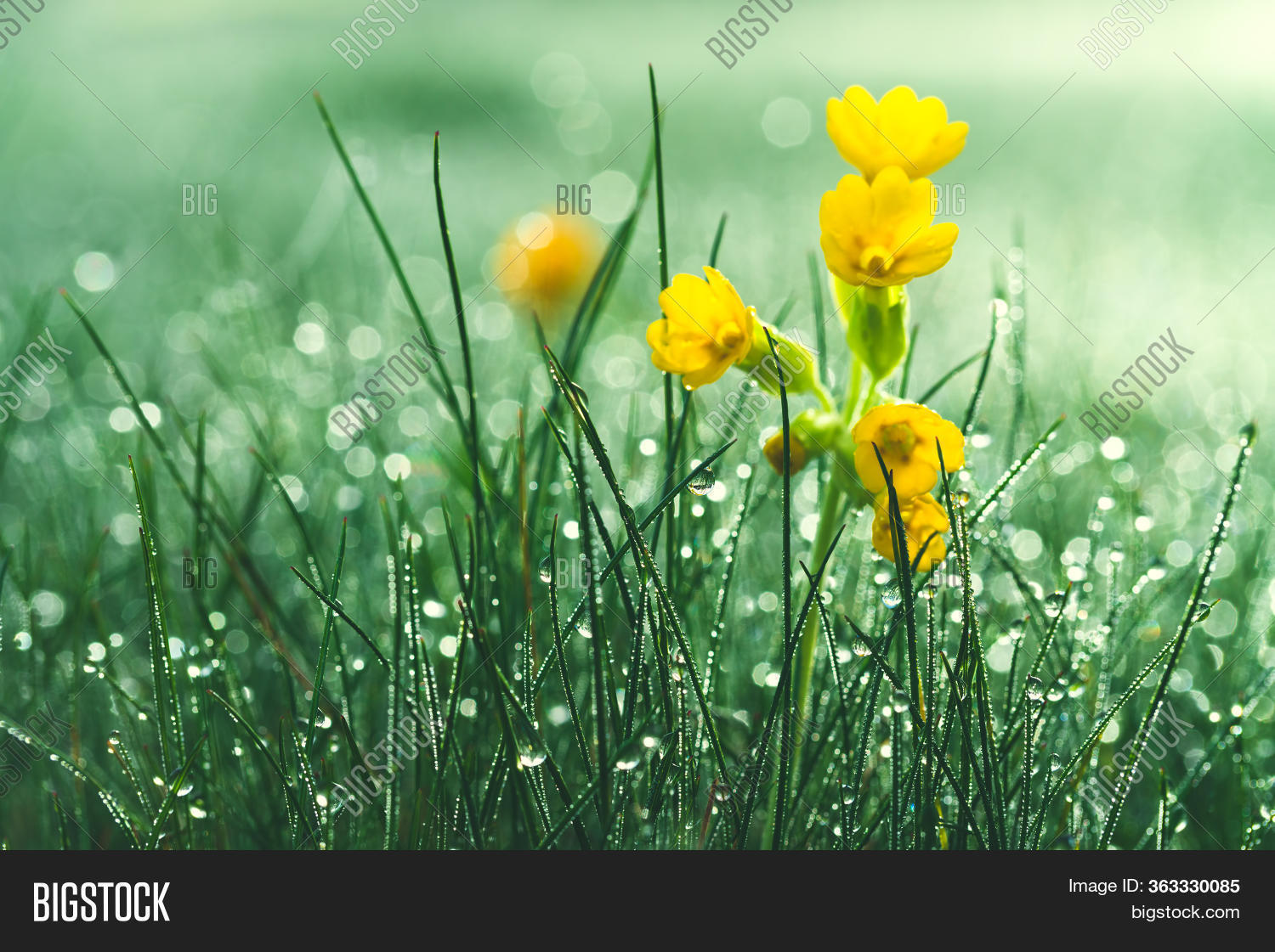 Beautiful Yellow Daisy Image & Photo (Free Trial) | Bigstock