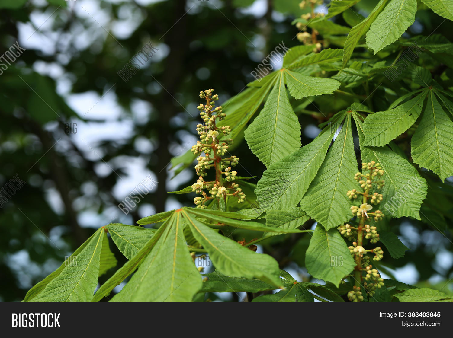 First Green Chestnut Image & Photo (Free Trial) | Bigstock