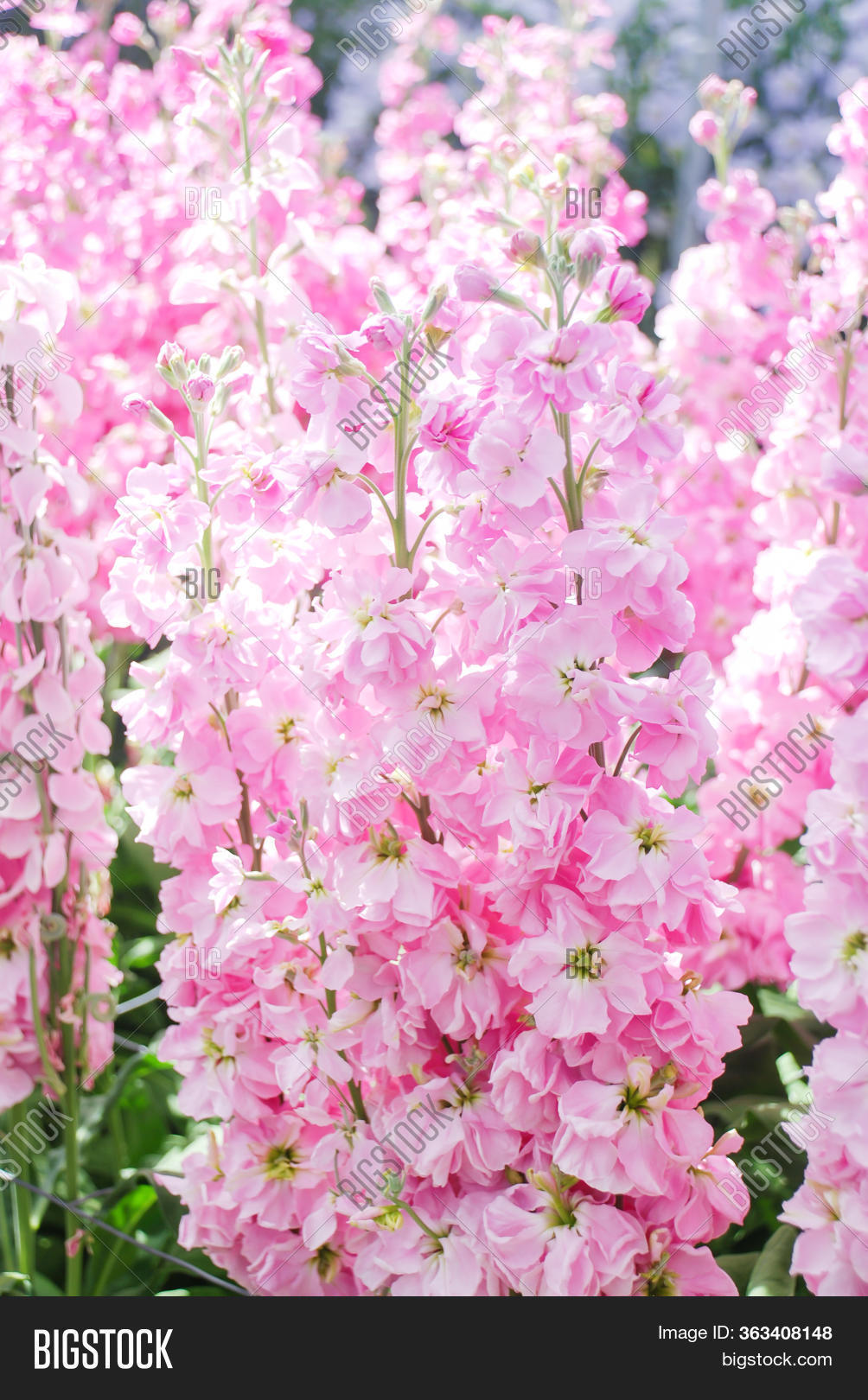 Matthiola Incana Image & Photo (Free Trial) | Bigstock