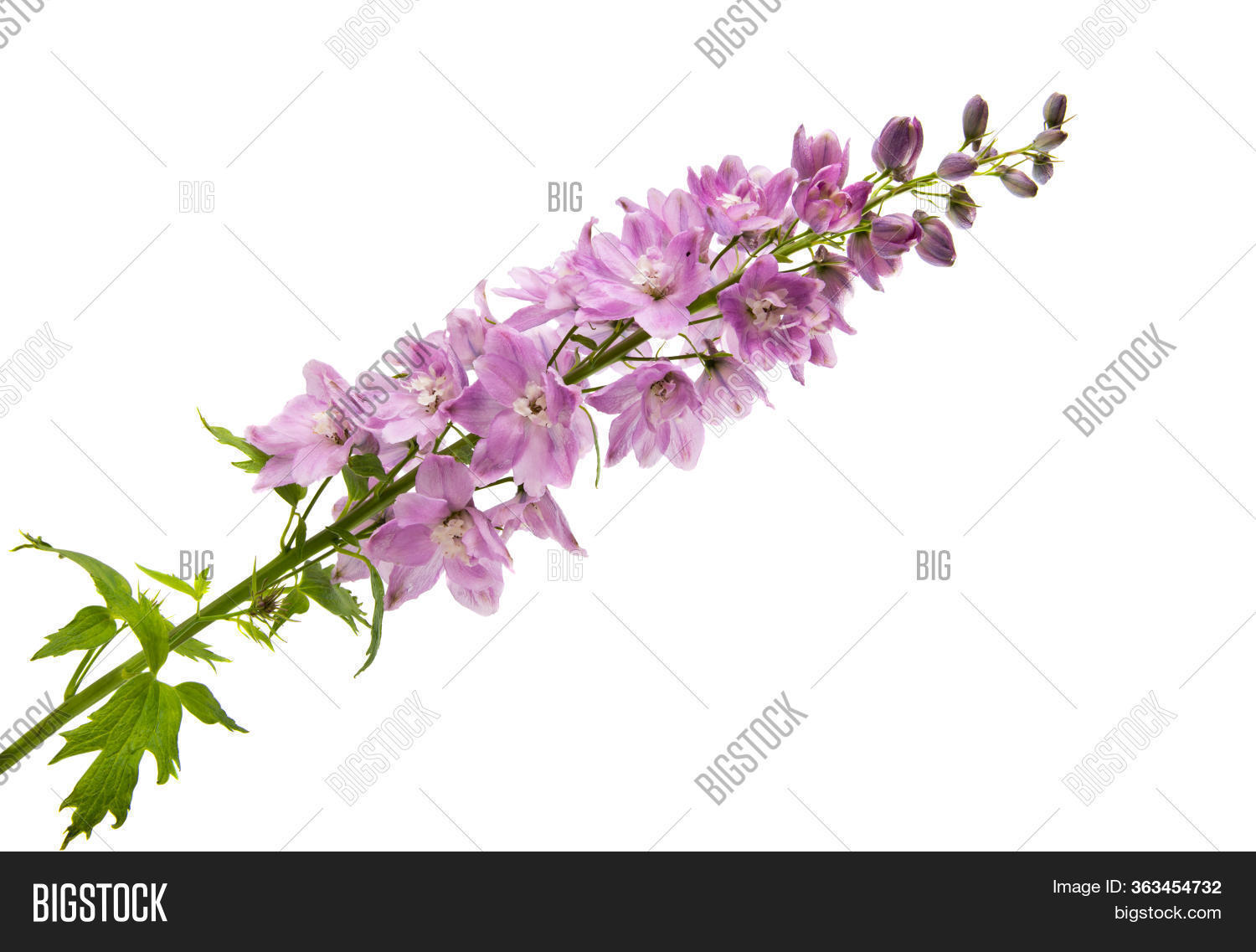Pink Delphinium Wild Image & Photo (Free Trial) | Bigstock