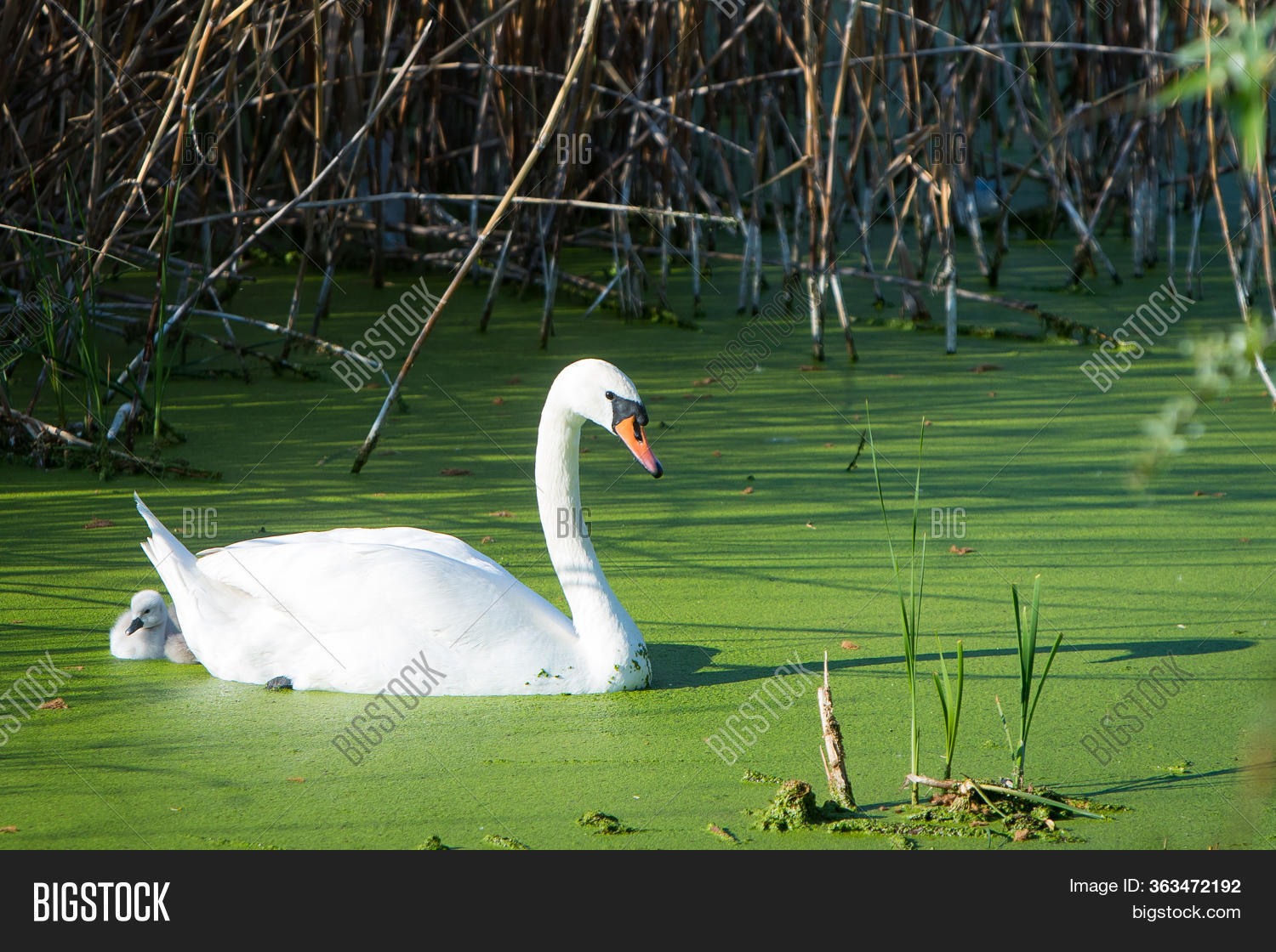 White Swan Baby Birds Image & Photo (Free Trial) | Bigstock