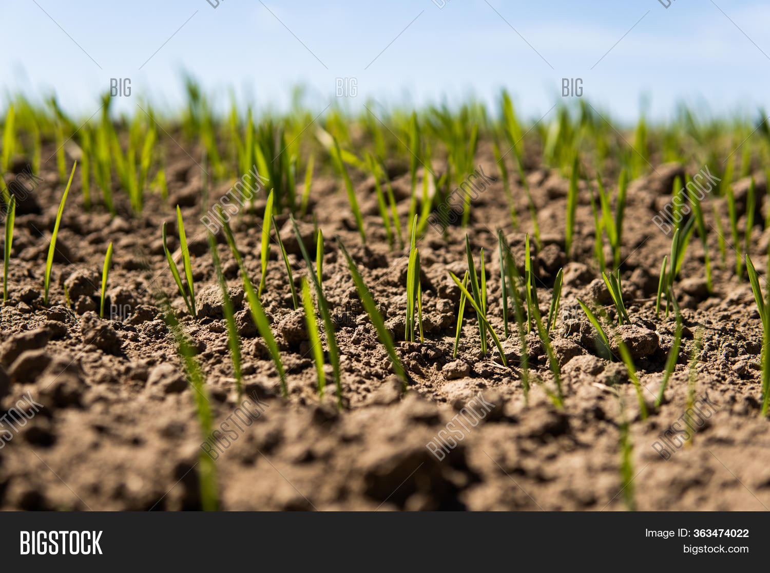 Young Wheat Seedlings Image & Photo (Free Trial) | Bigstock
