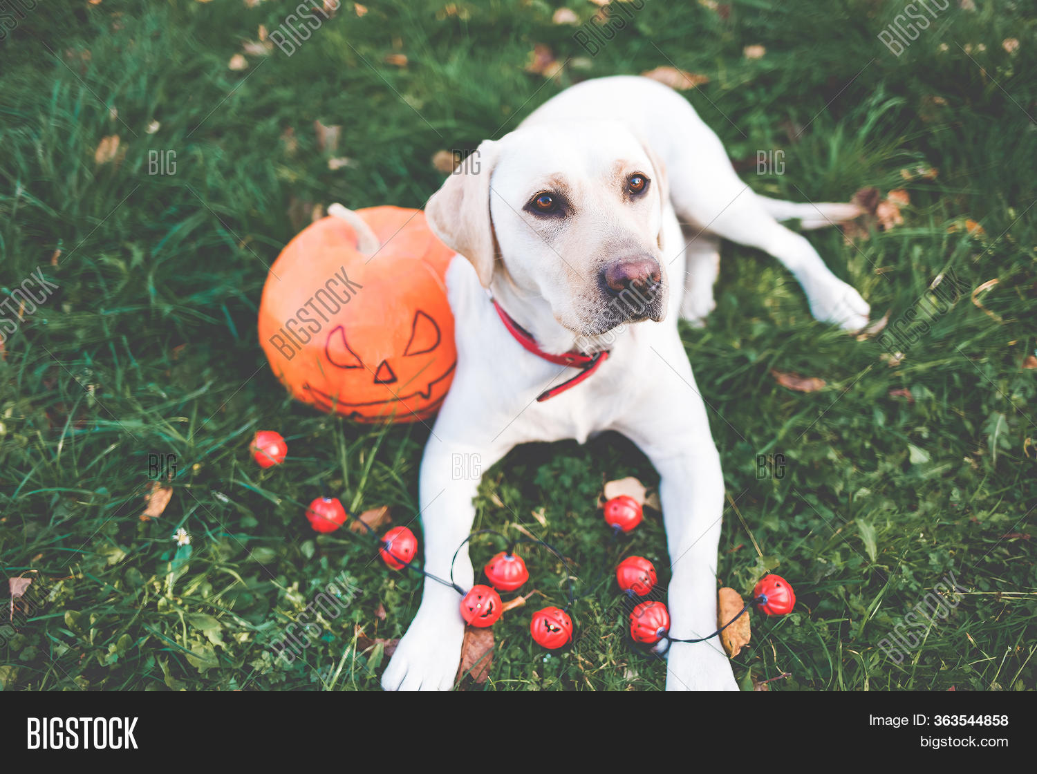 Labrador Pumpkin. Dog Image & Photo (Free Trial) | Bigstock