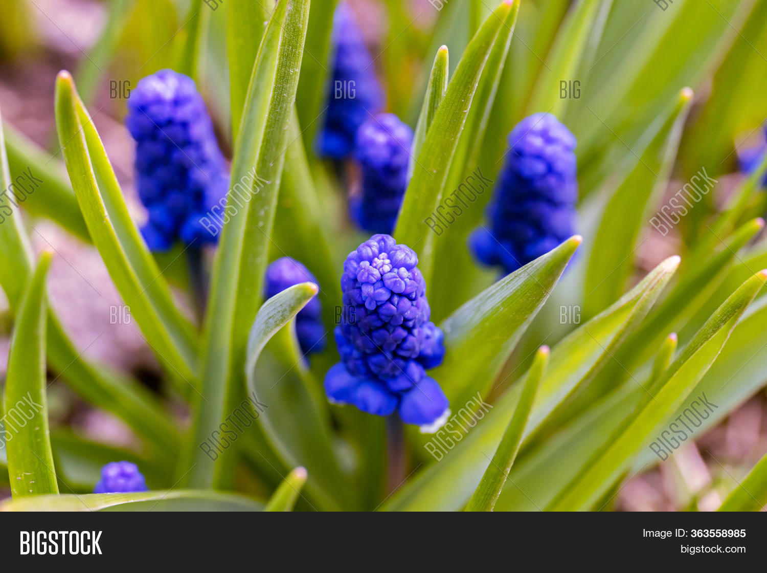 Spring Flower Hyacinth Image & Photo (Free Trial) | Bigstock