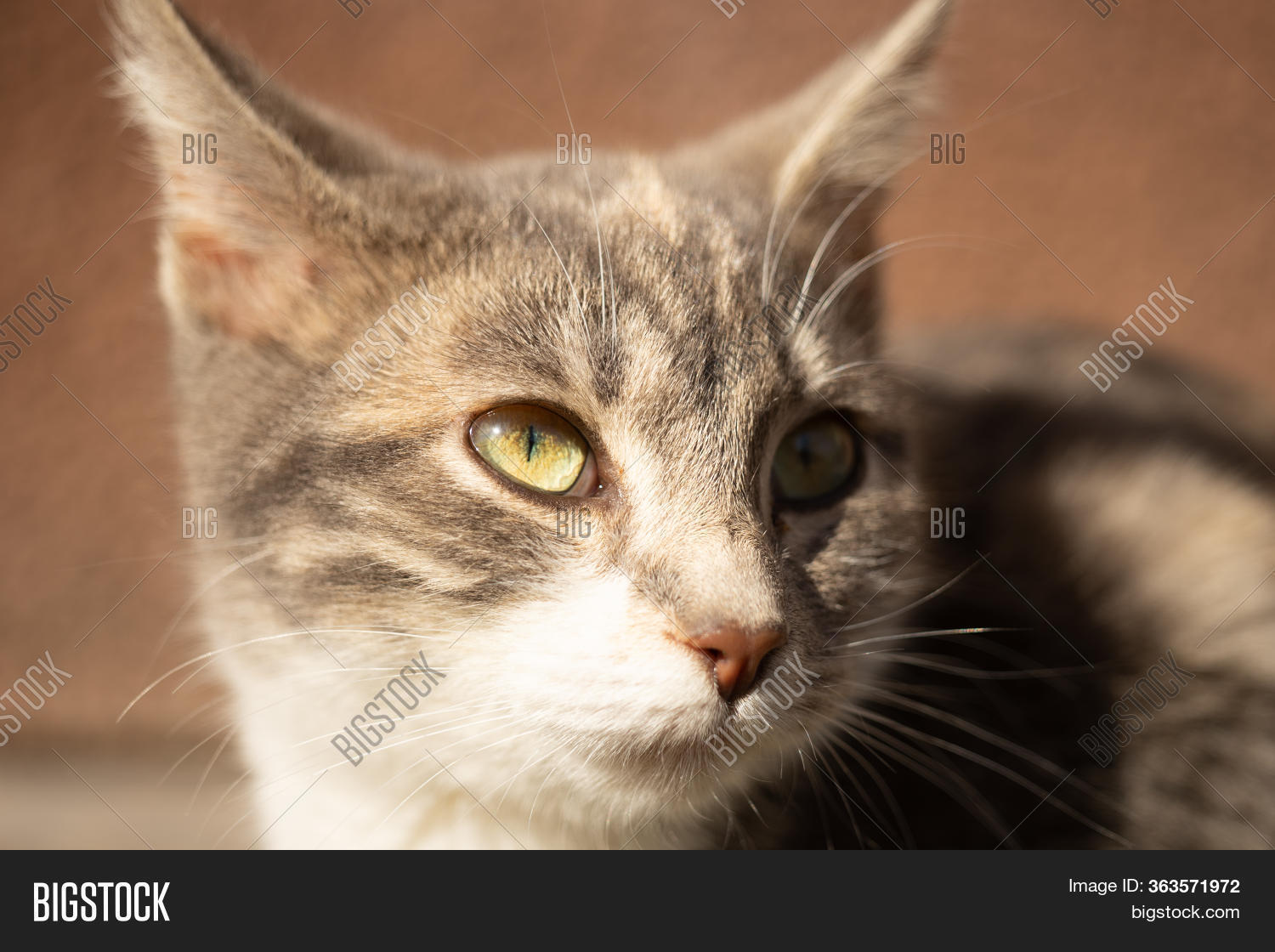 Lovely Ash Cat Face Image & Photo (Free Trial) | Bigstock