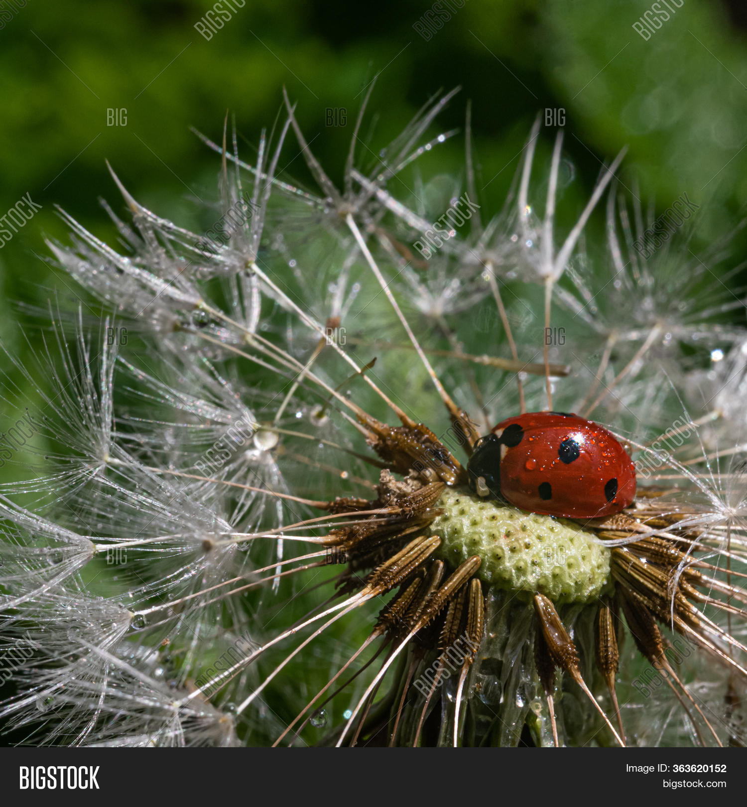 Red Ladybug Sits On Image & Photo (Free Trial) | Bigstock