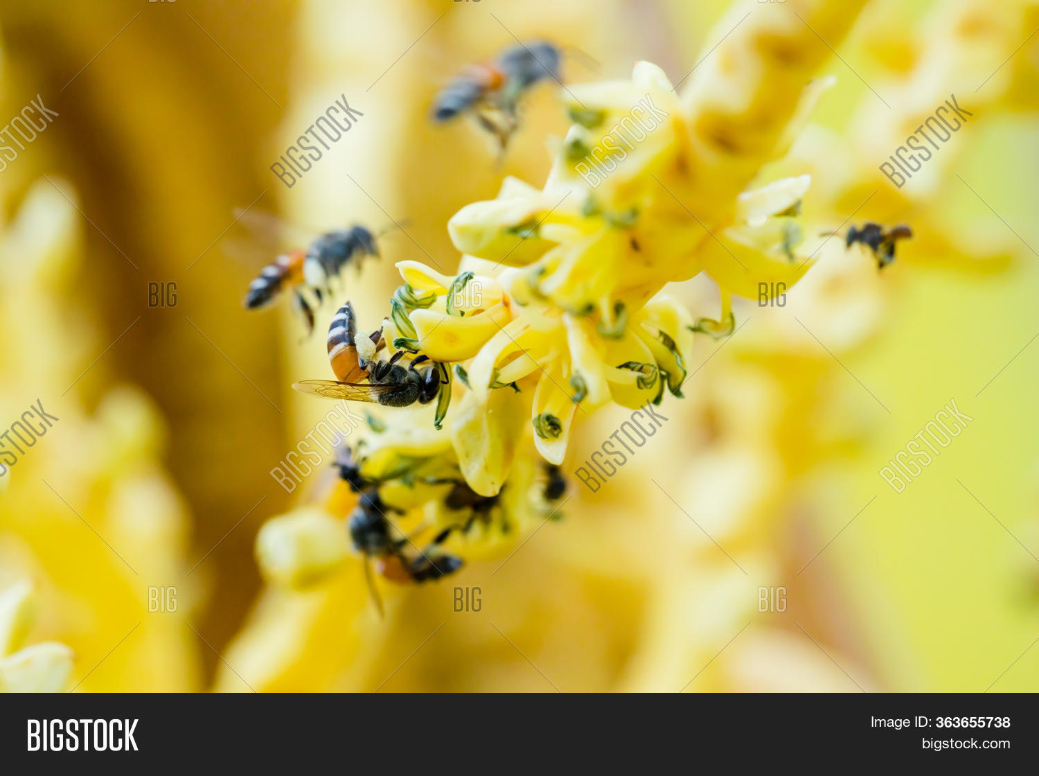 Collecting Pollen On Image & Photo (Free Trial) | Bigstock
