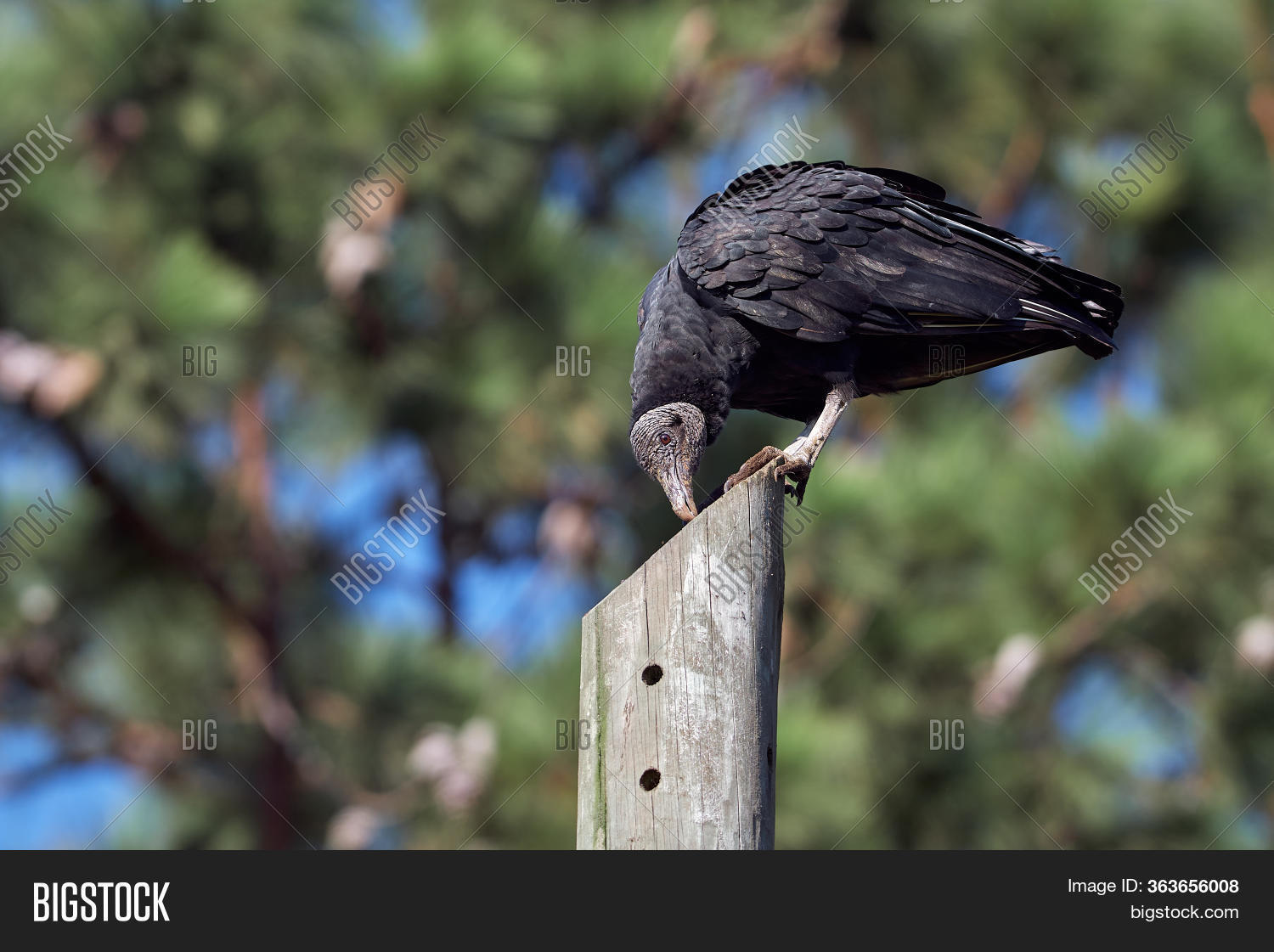 Black Bird Sunbathing Image & Photo (Free Trial) | Bigstock