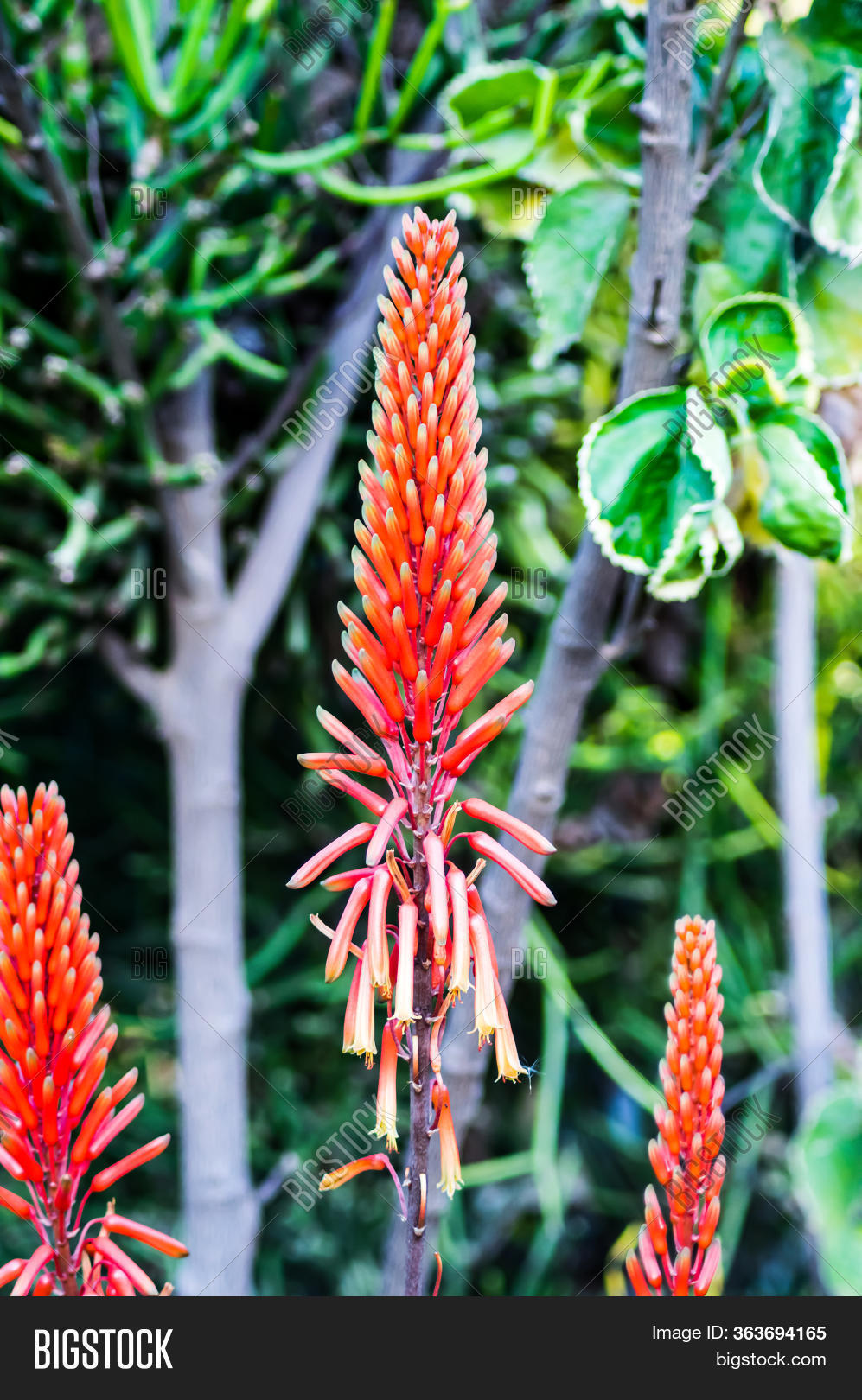 Aloe Plant Known Image & Photo (Free Trial) | Bigstock