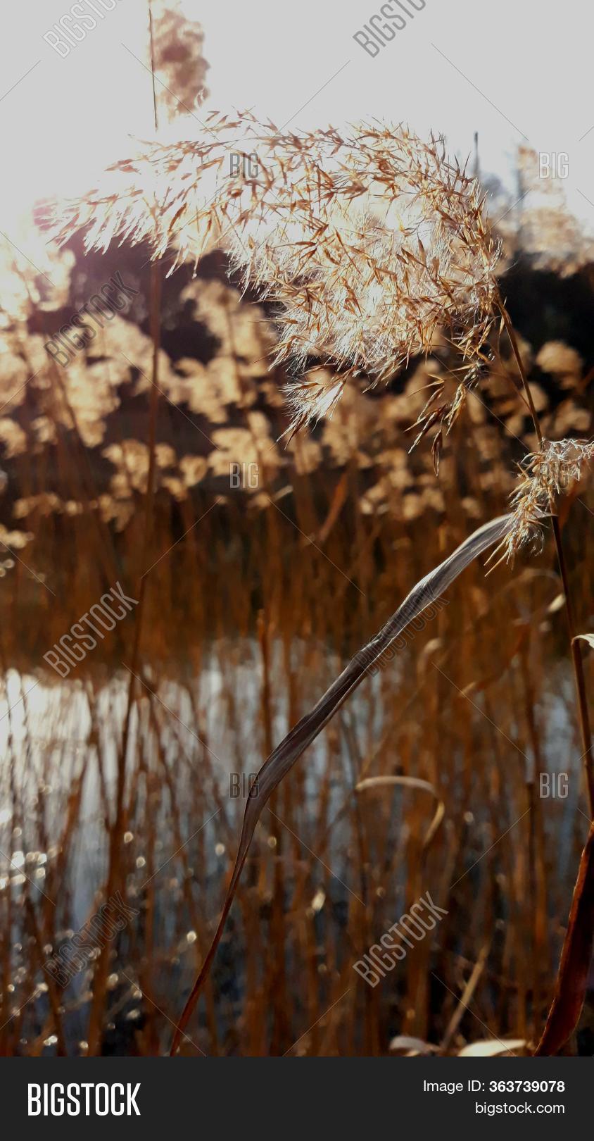 Dry Reeds On Lake Sway Image & Photo (Free Trial) | Bigstock
