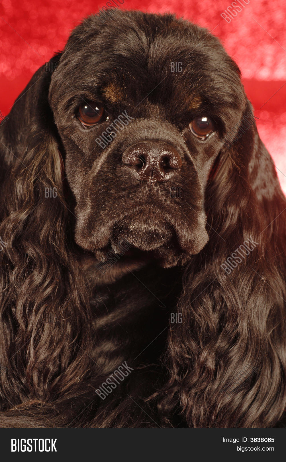 Cocker Spaniel On Red Image & Photo (Free Trial) | Bigstock