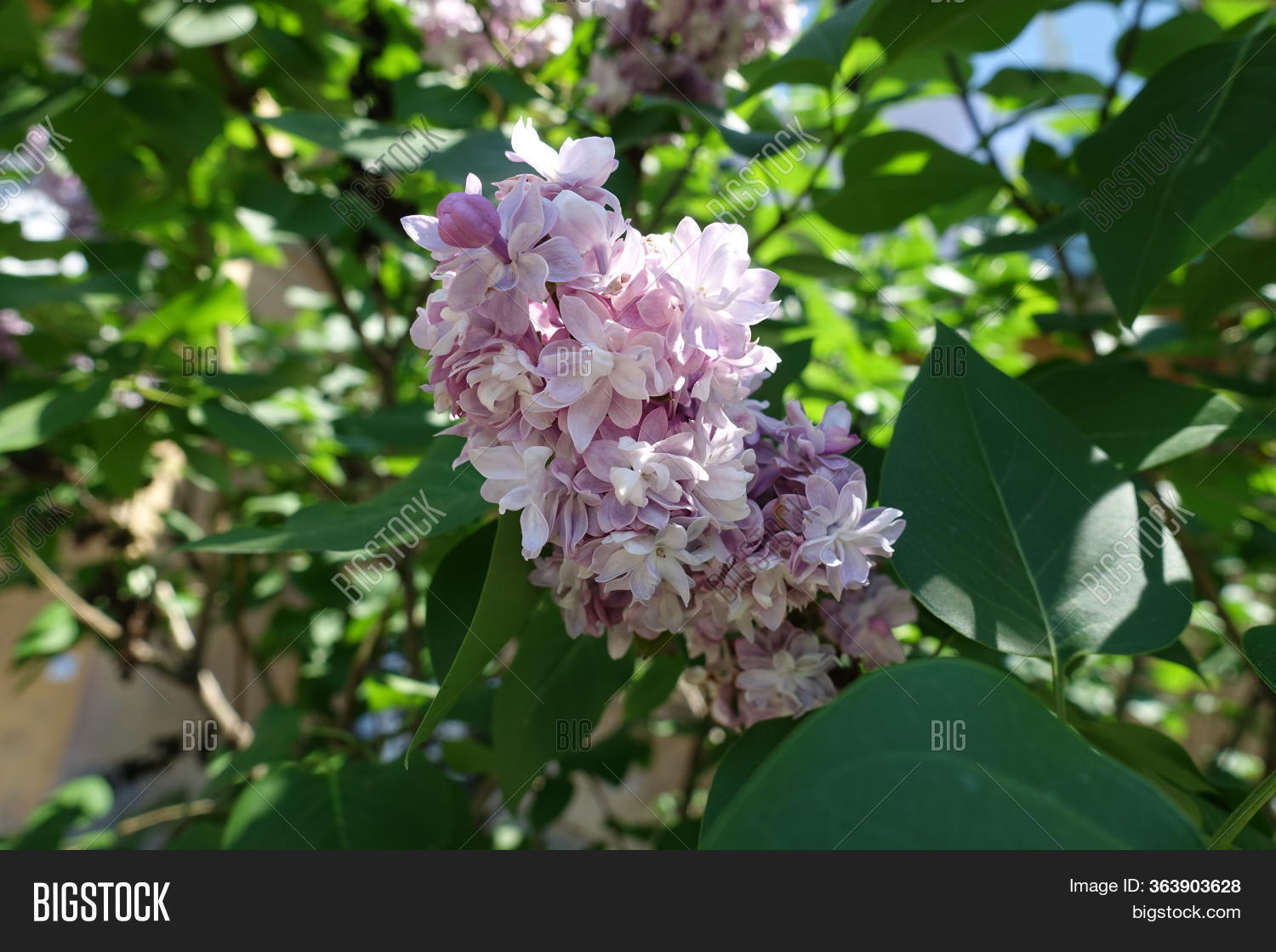 Double Flowered Lilac Image & Photo (Free Trial) | Bigstock
