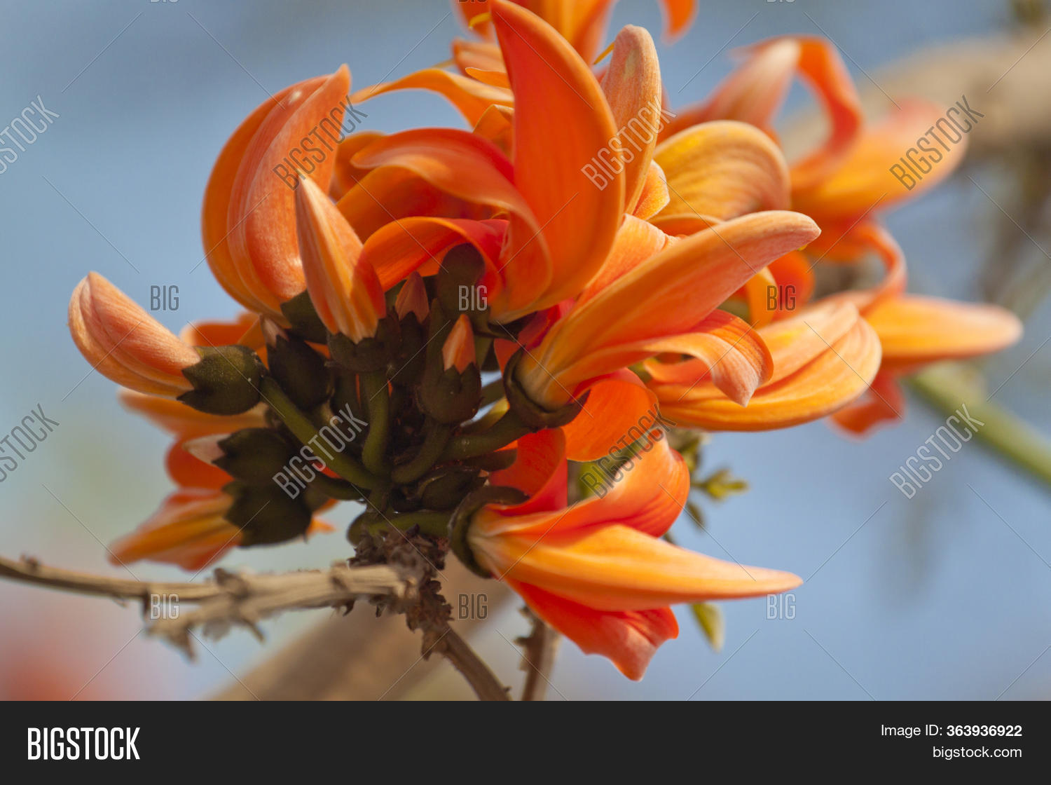 Polash Flower Full Image & Photo (Free Trial) | Bigstock
