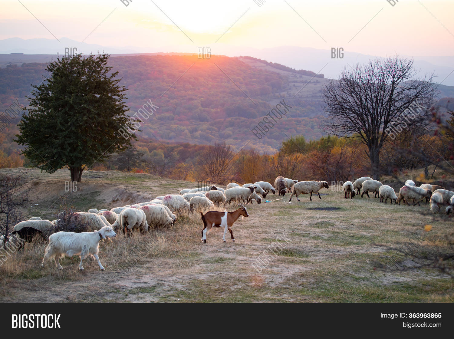 Flock Lamb Sheep Image & Photo (Free Trial) | Bigstock