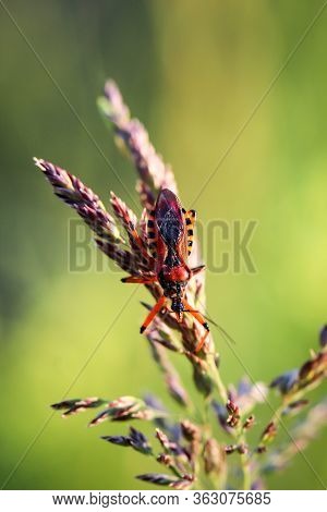 Red Murder Bug ( Image & Photo (Free Trial) | Bigstock