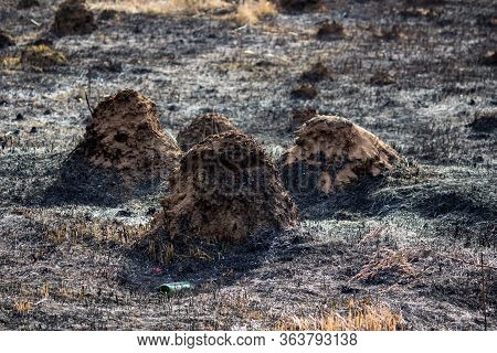 Scorched Field Image & Photo (Free Trial) | Bigstock