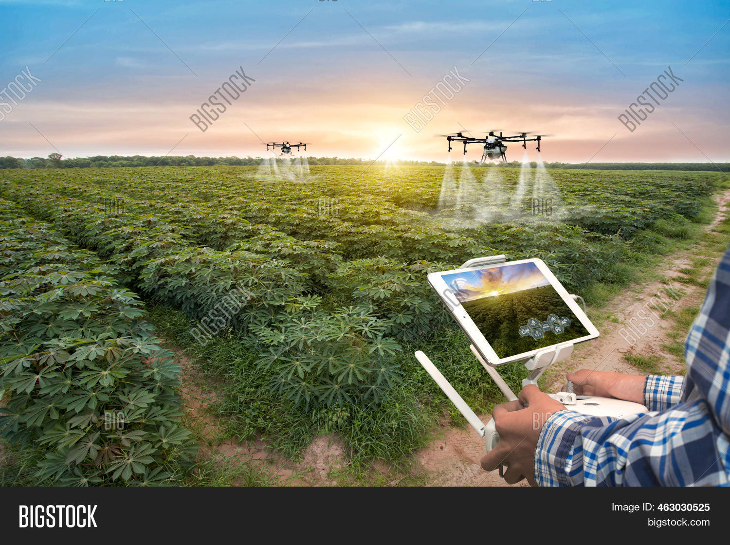 Row Cassava Tree Field Image & Photo (Free Trial) | Bigstock