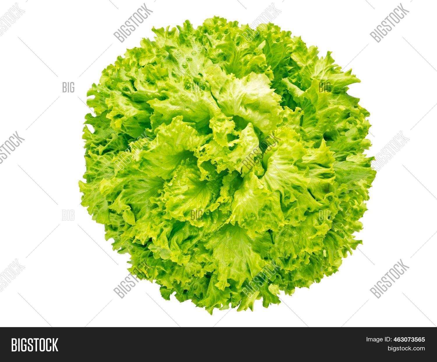 Batavia Lettuce Salad Image & Photo (Free Trial) | Bigstock