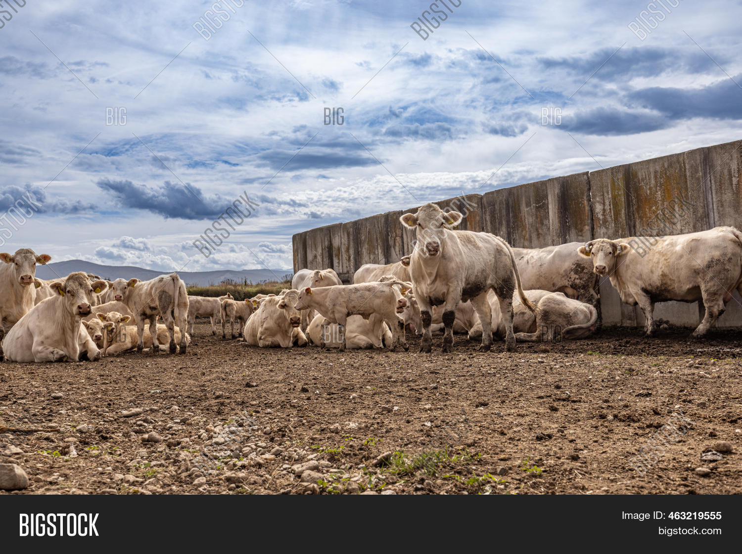 Charolais Beef Cattle Image & Photo (Free Trial) | Bigstock