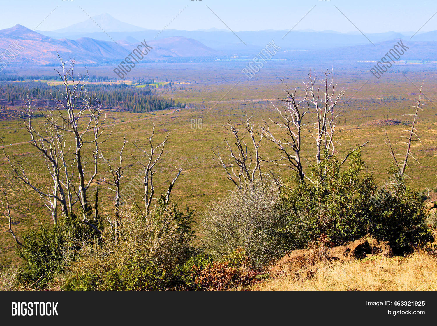 Chaparral Plants On Image & Photo (Free Trial) | Bigstock