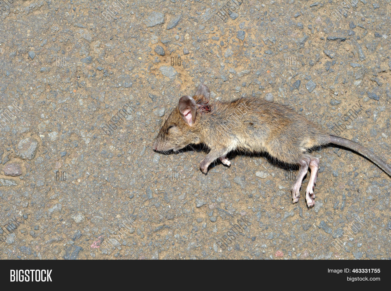 Carcass Rat Lying On Image & Photo (Free Trial) | Bigstock
