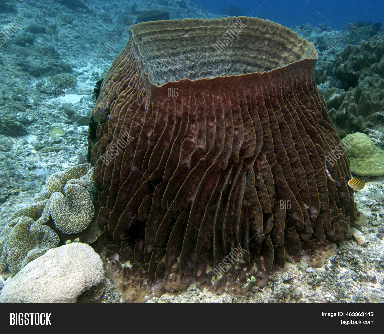 Giant Barrel Sponge Image & Photo (Free Trial) | Bigstock