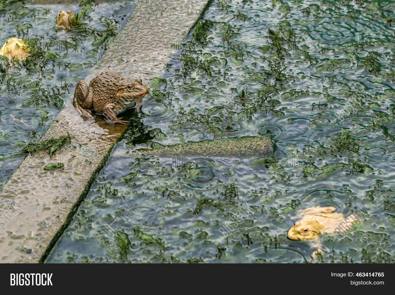 Frogs Farm Agriculture Image & Photo (Free Trial) | Bigstock