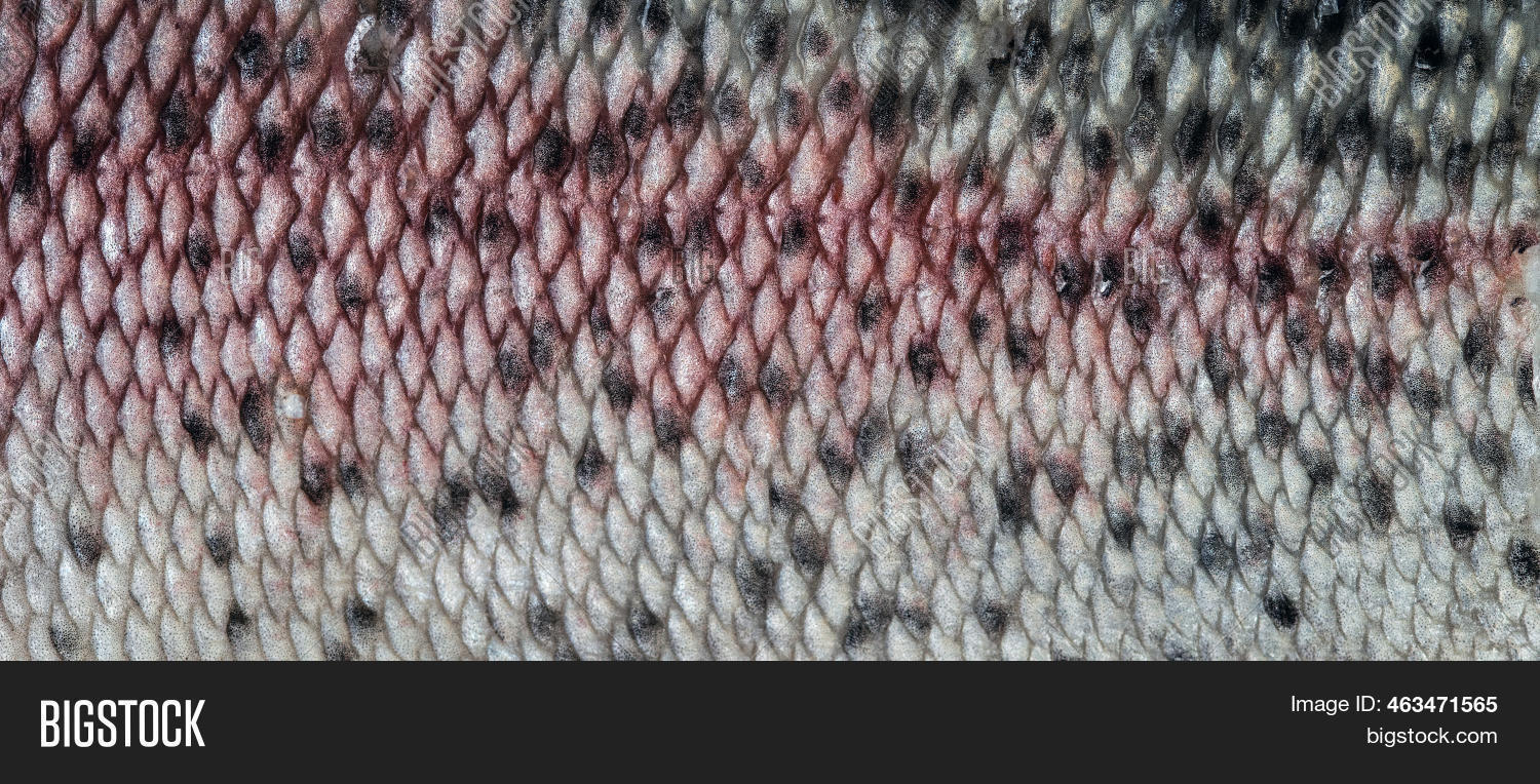 Salmon Skin Texture Image & Photo (Free Trial) | Bigstock