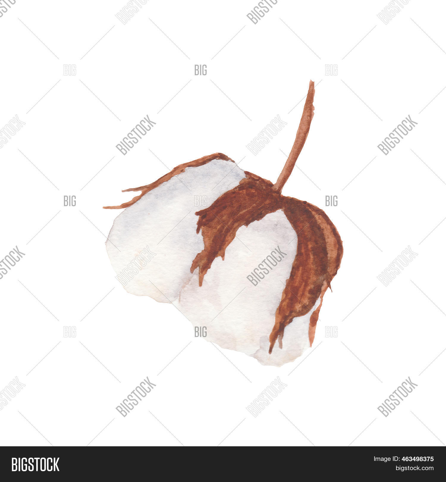 Cotton Boll Image & Photo (Free Trial) | Bigstock