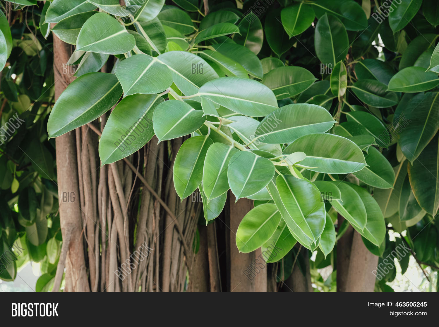 Branch Large Leaves On Image & Photo (Free Trial) | Bigstock