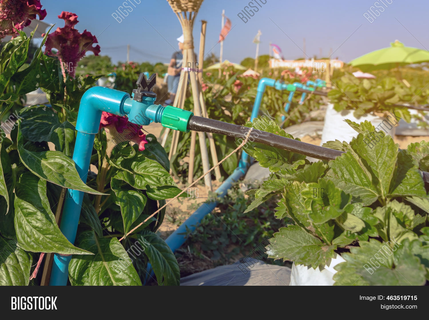 Valves Drip Irrigation Image & Photo (Free Trial) | Bigstock