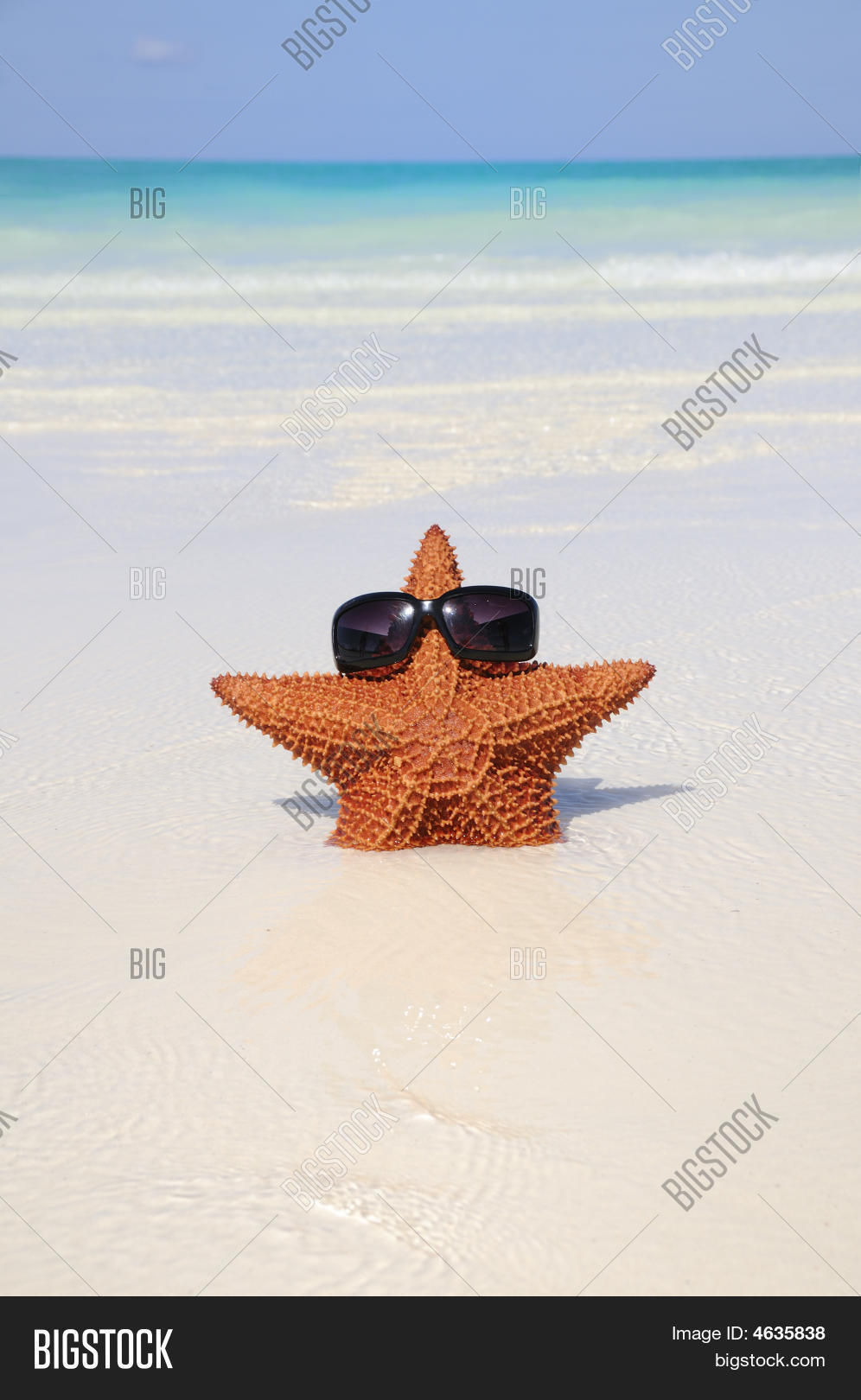 Funny Starfish Image & Photo (Free Trial) | Bigstock