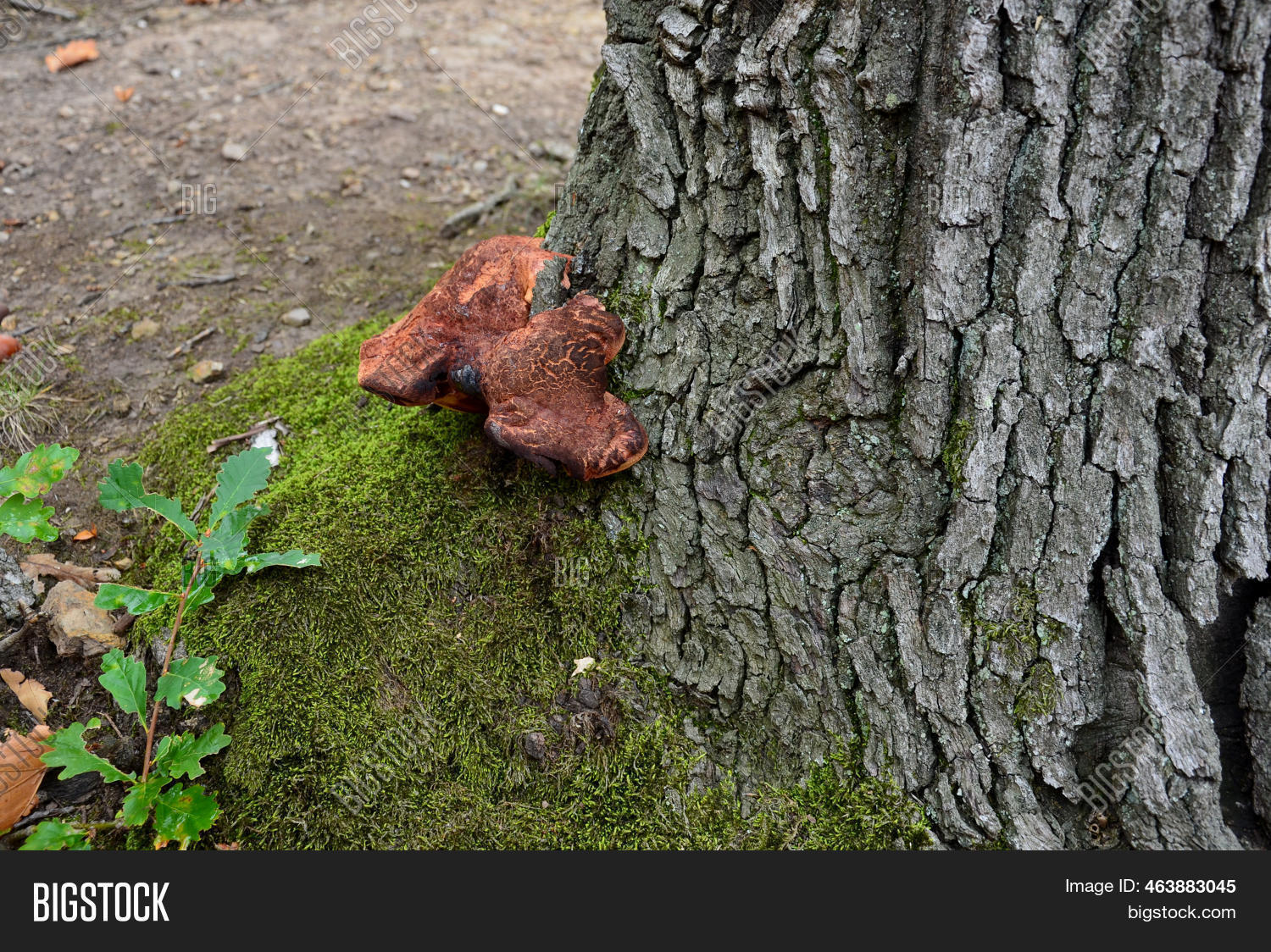 Parasite On Oak Trees Image & Photo (Free Trial) | Bigstock