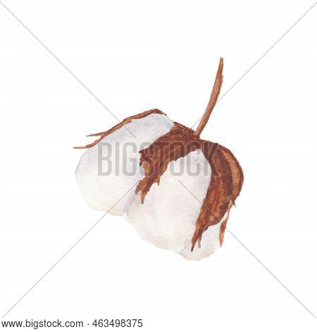 Cotton Boll Image & Photo (Free Trial) | Bigstock