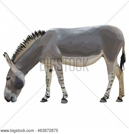 Realistic Donkey. Vector & Photo (Free Trial) | Bigstock