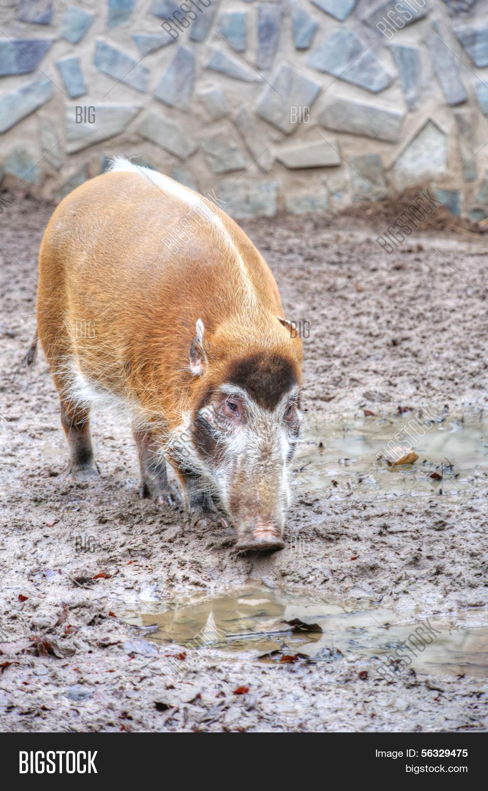Red River Hog Image & Photo (Free Trial) | Bigstock
