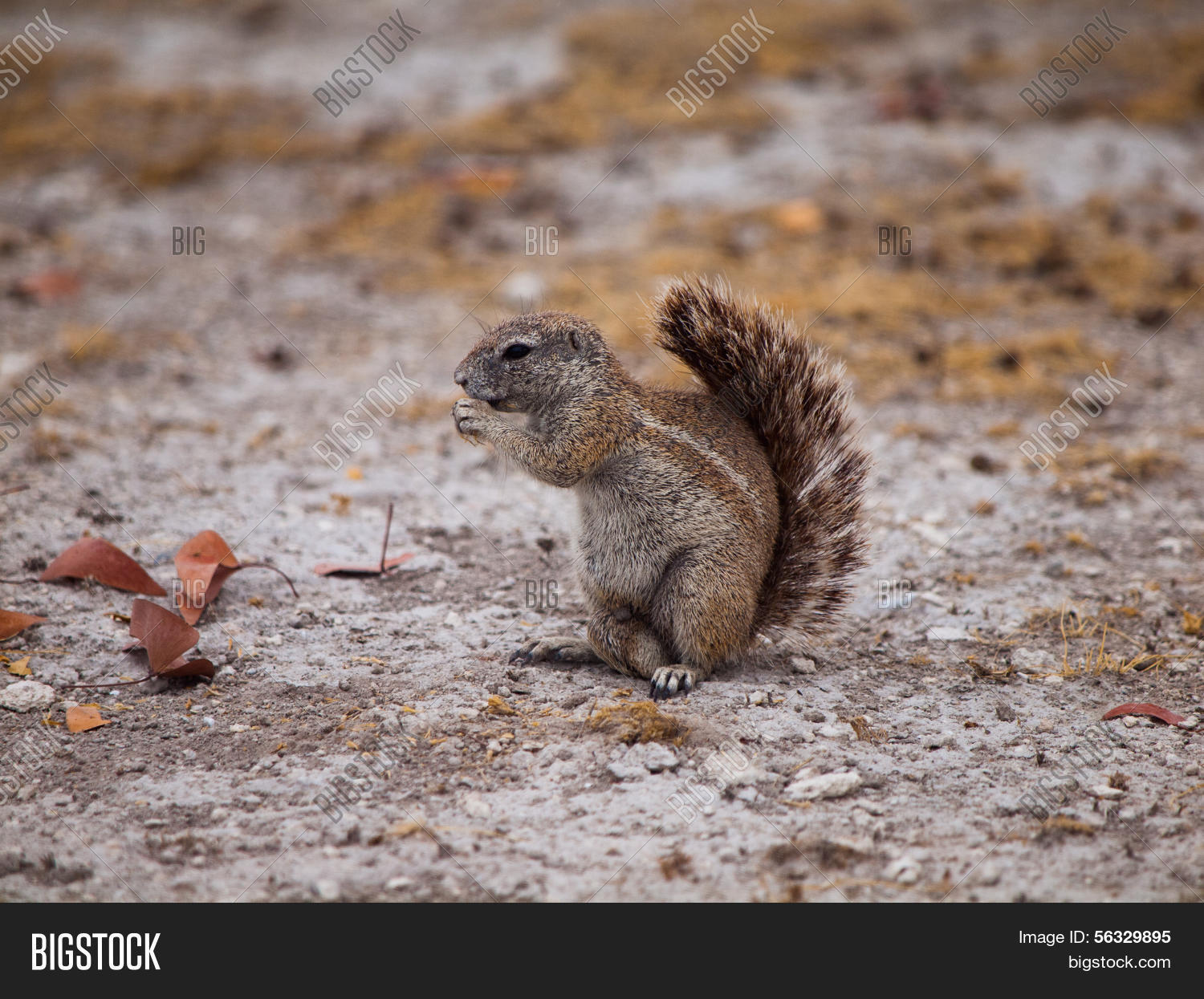Cape Ground Squirrel Image & Photo (Free Trial) | Bigstock