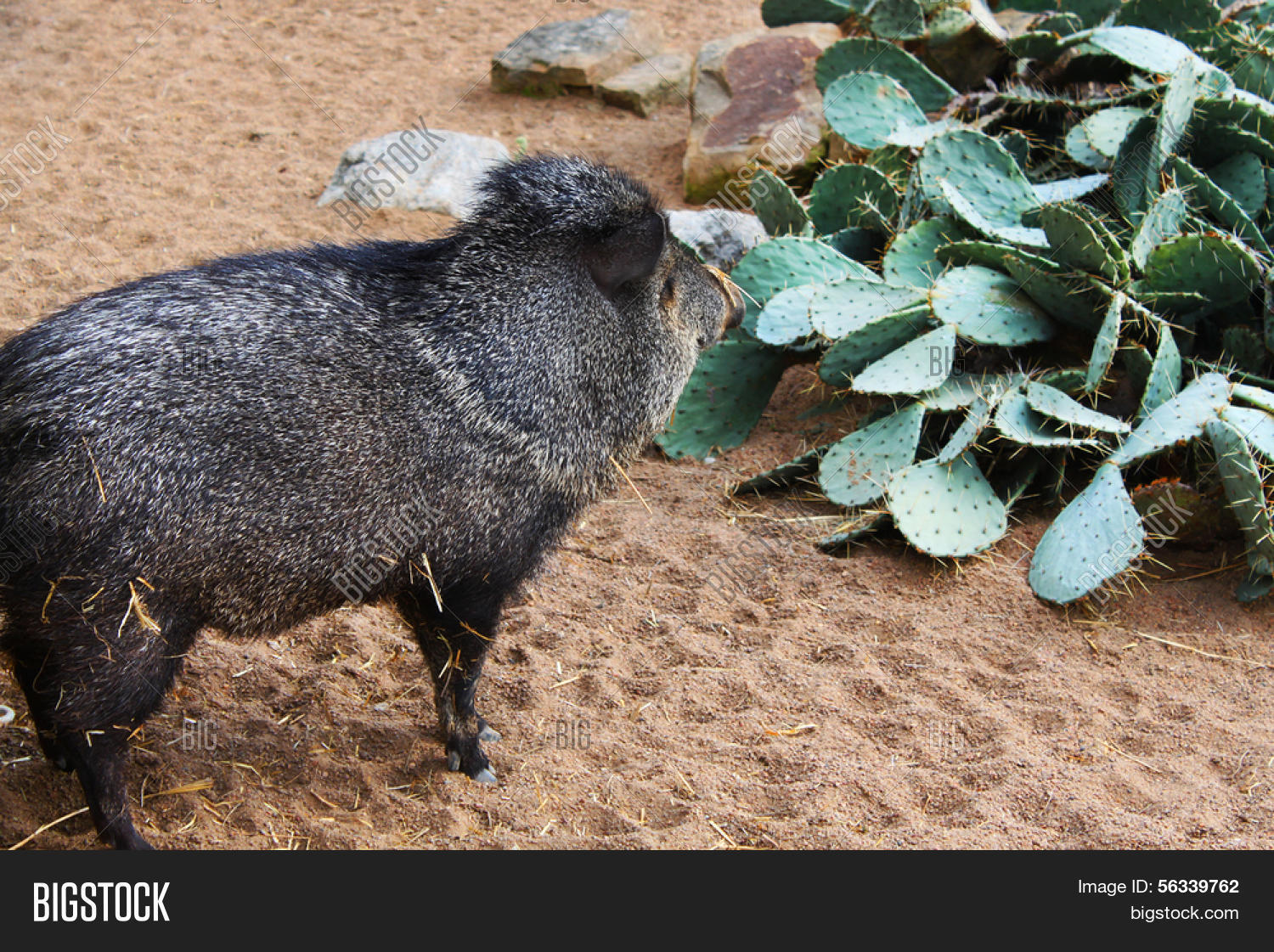 Collared Peccary Image & Photo (Free Trial) | Bigstock